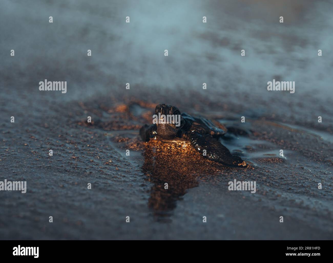 Baby turtle doing her first steps to the ocean. This is the beach of ...