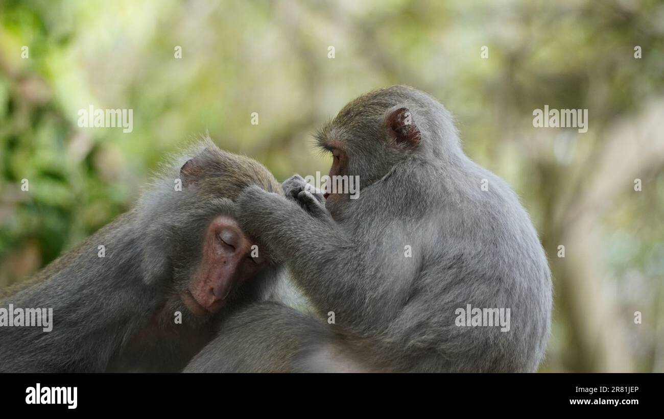 Two primates grooming each other with one primate touching the head of ...