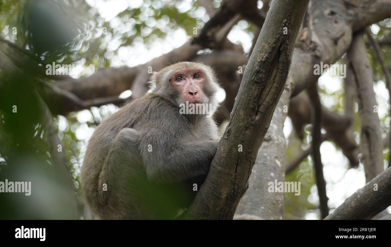 A sleepy monkey rests its head atop a branch of a tree, enjoying a ...
