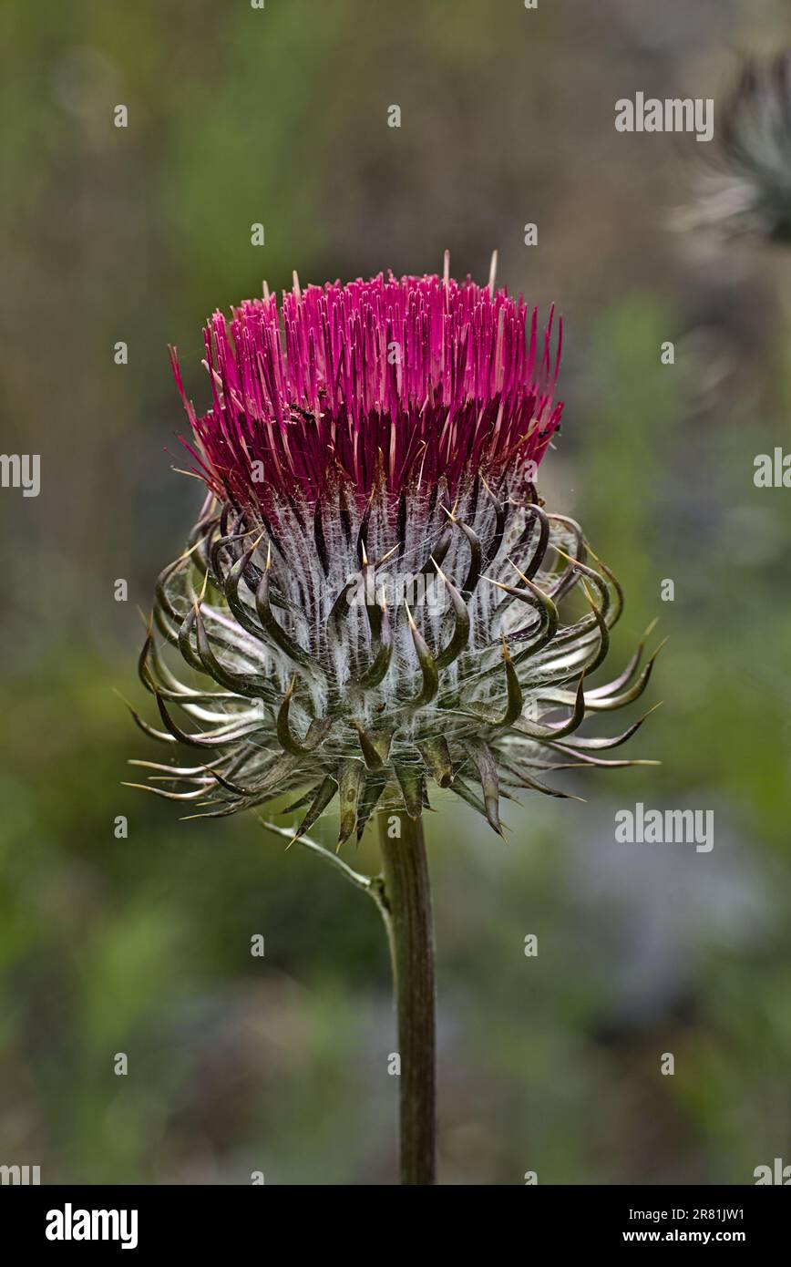 Native california plants hi-res stock photography and images - Alamy