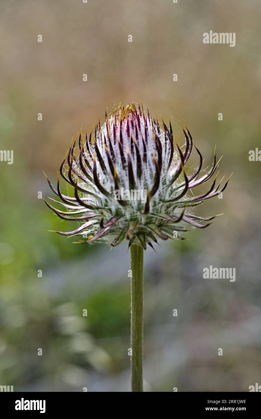 Native california plants hi-res stock photography and images - Alamy