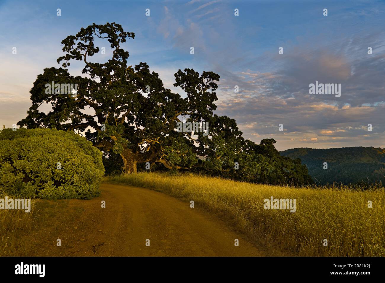 Oak tree trail hi-res stock photography and images - Alamy