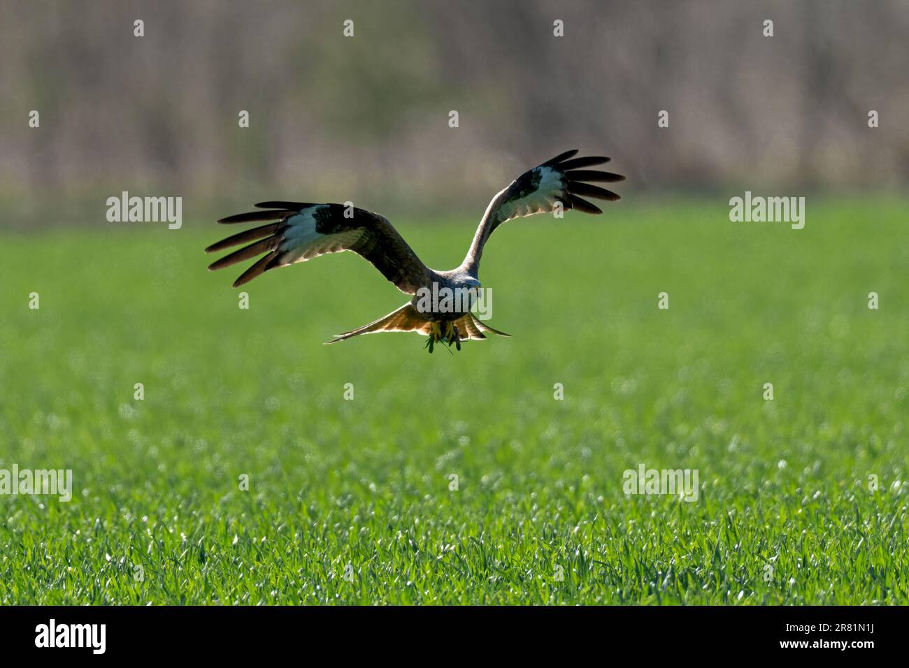 Red Kite-Milvus milvus in flight with caught prey in it's talons Stock ...