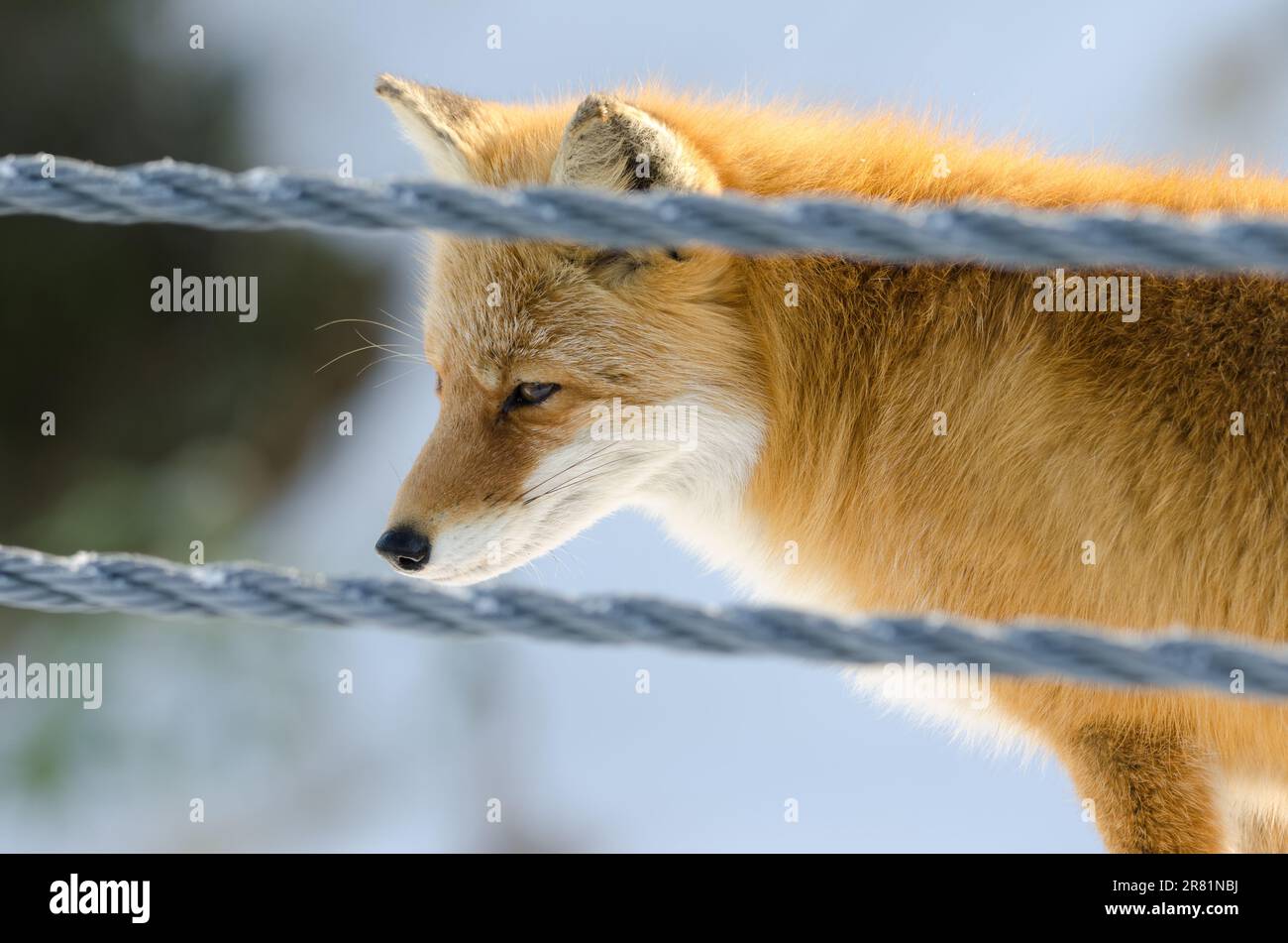 Vulpes vulpes schrenckii hi-res stock photography and images - Alamy