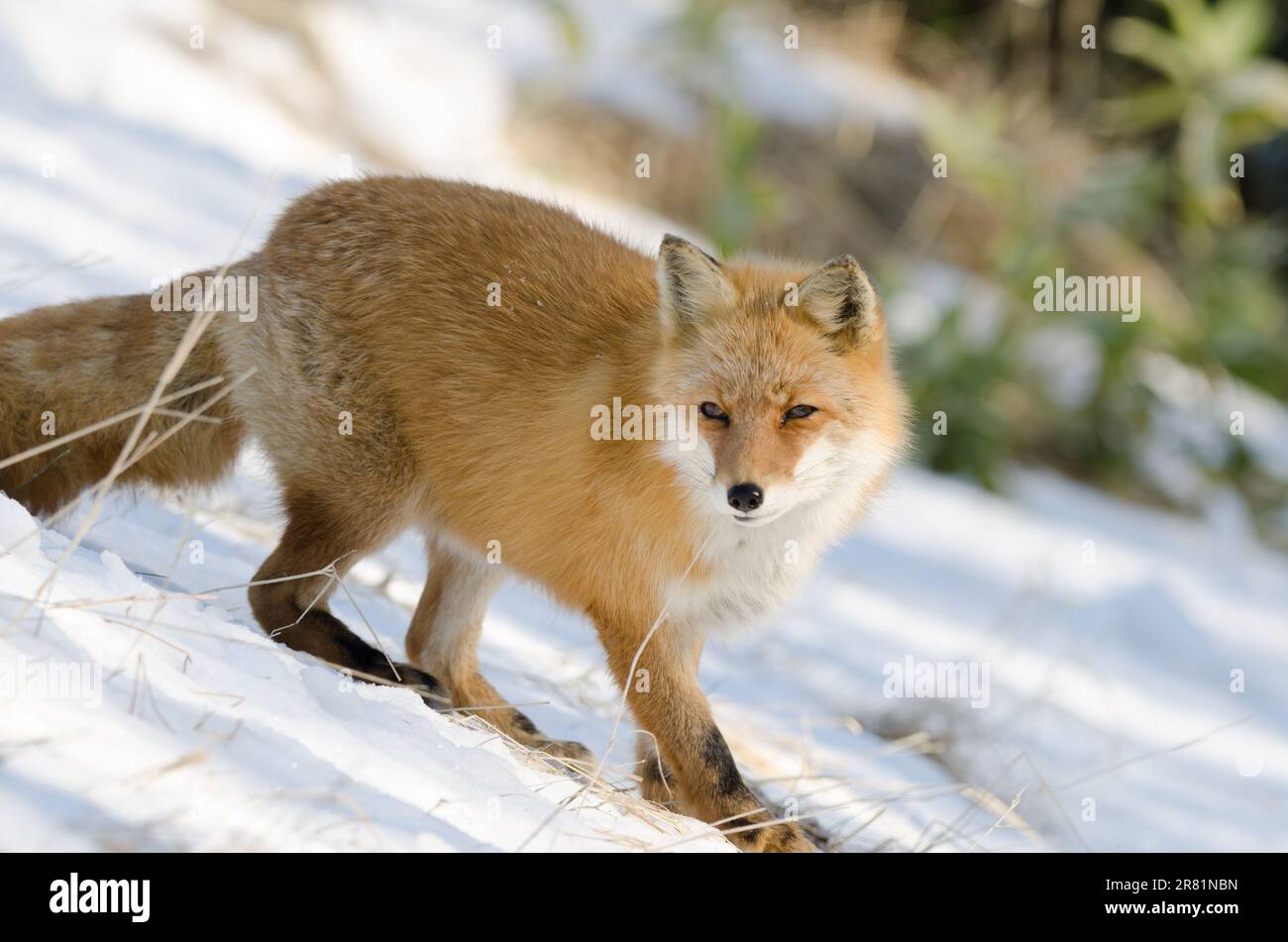 Ezo red fox Vulpes vulpes schrenckii. Akan Mashu National Park ...