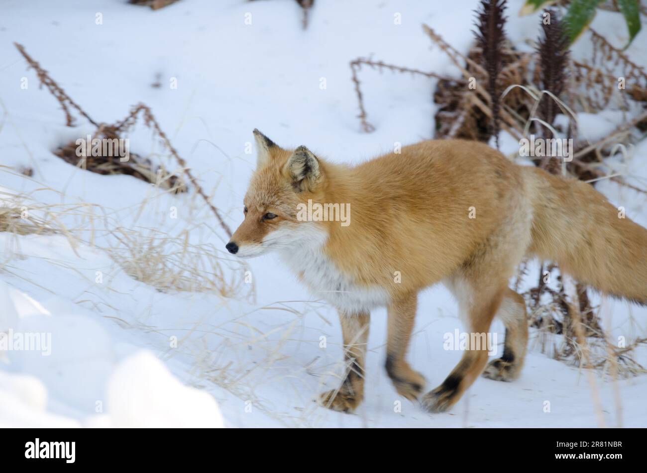 Vulpes vulpes schrenckii hi-res stock photography and images - Alamy