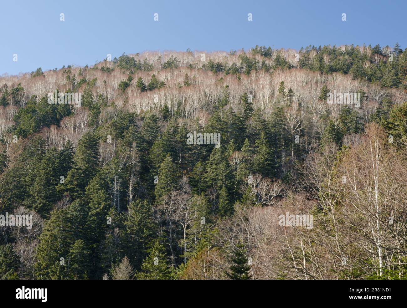 Mixed forest in Akan Mashu National Park. Hokkaido. Japan Stock Photo ...
