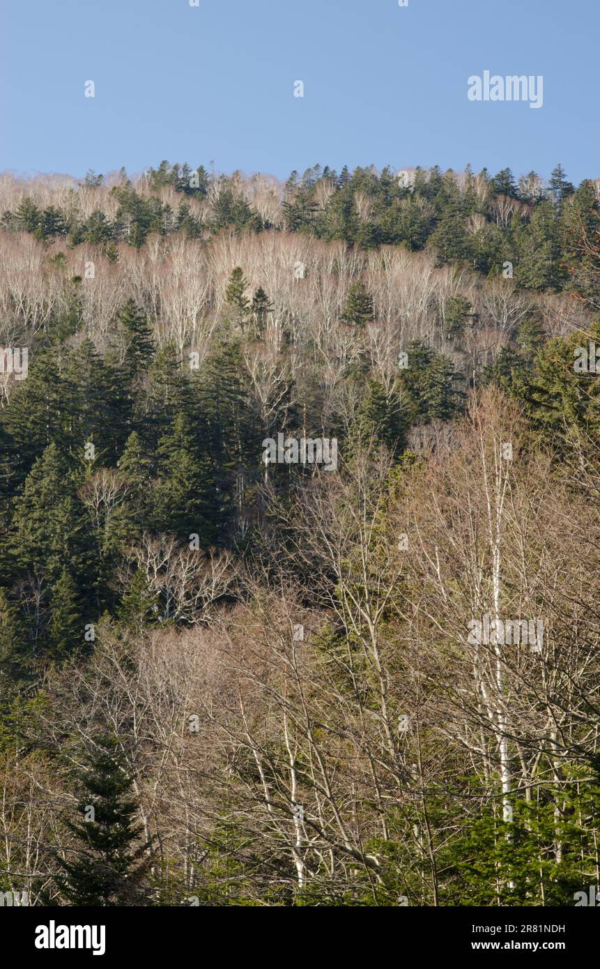 Mixed forest in Akan Mashu National Park. Hokkaido. Japan Stock Photo ...