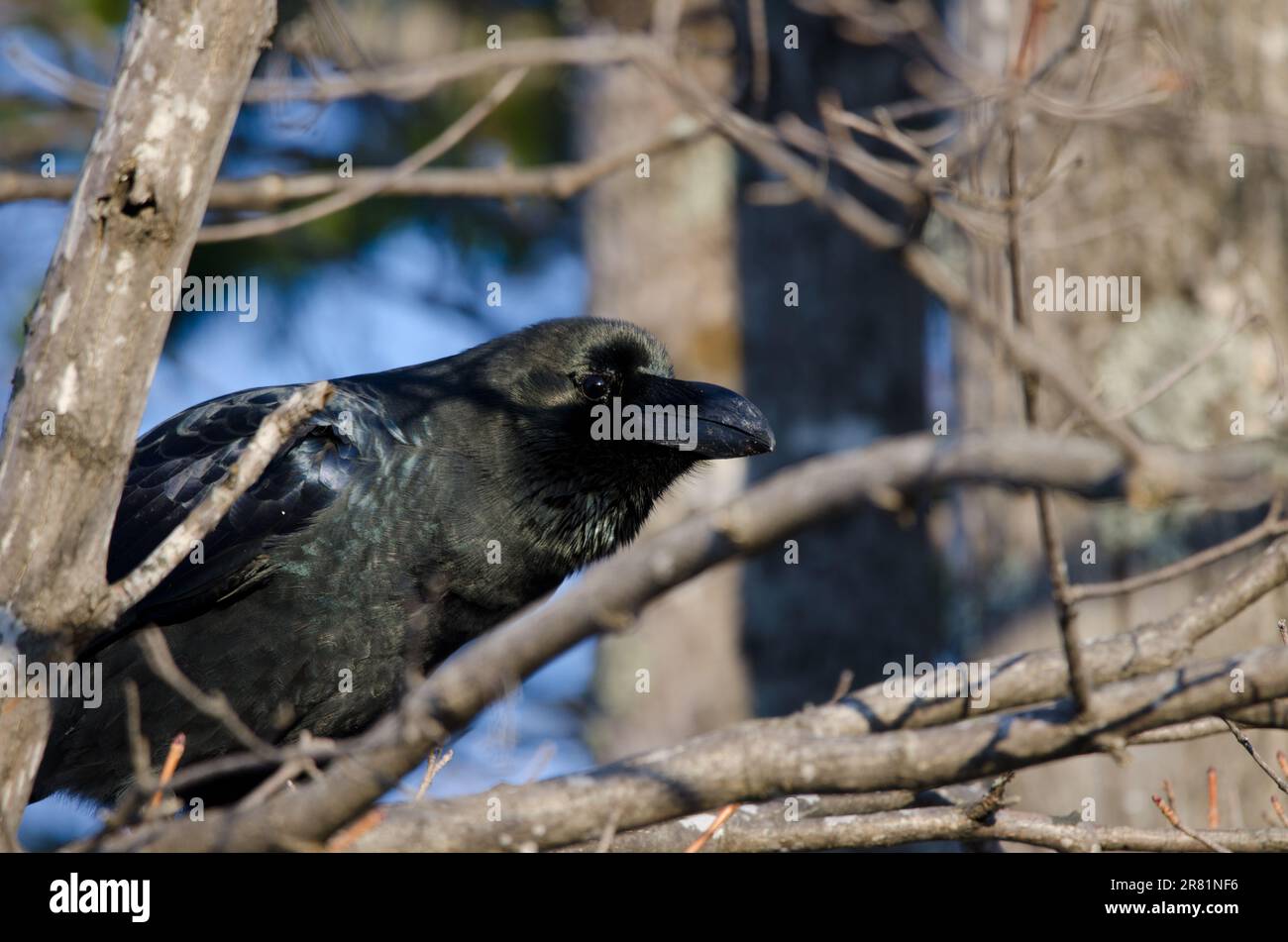Large-billed crow Corvus macrorhynchos japonensis. Lake Akan. Akan ...