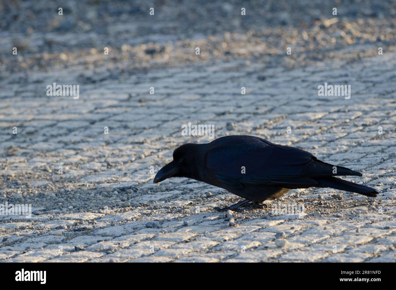 Large-billed crow Corvus macrorhynchos japonensis eating. Lake Akan ...