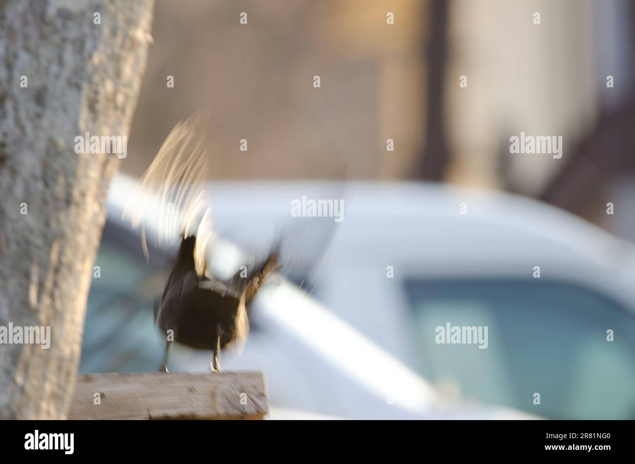 Large-billed crow Corvus macrorhynchos japonensis taking flight. Lake ...