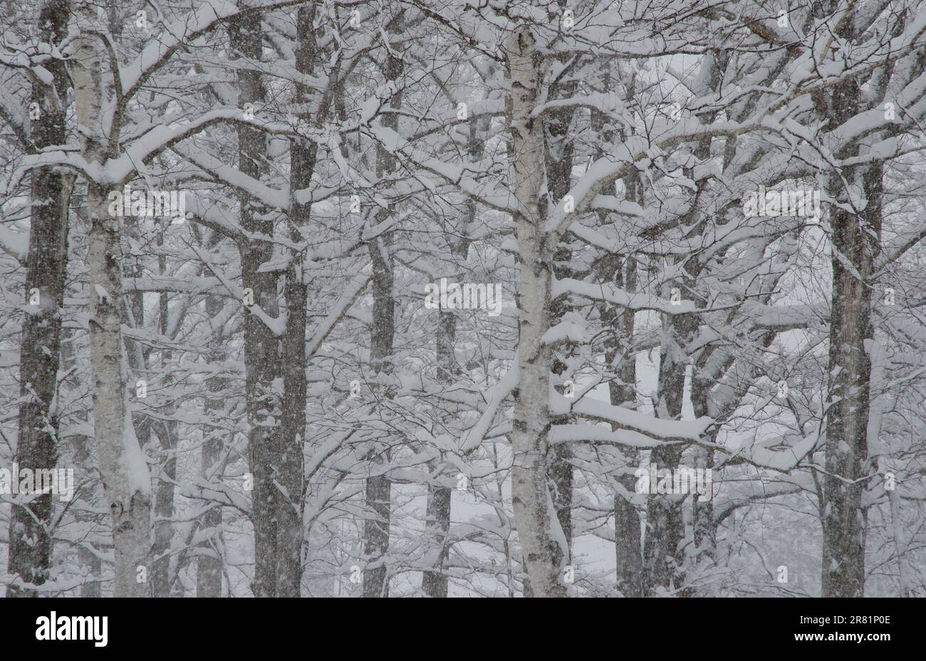 Deciduous forest under a snowfall. Akan Mashu National Park. Hokkaido ...