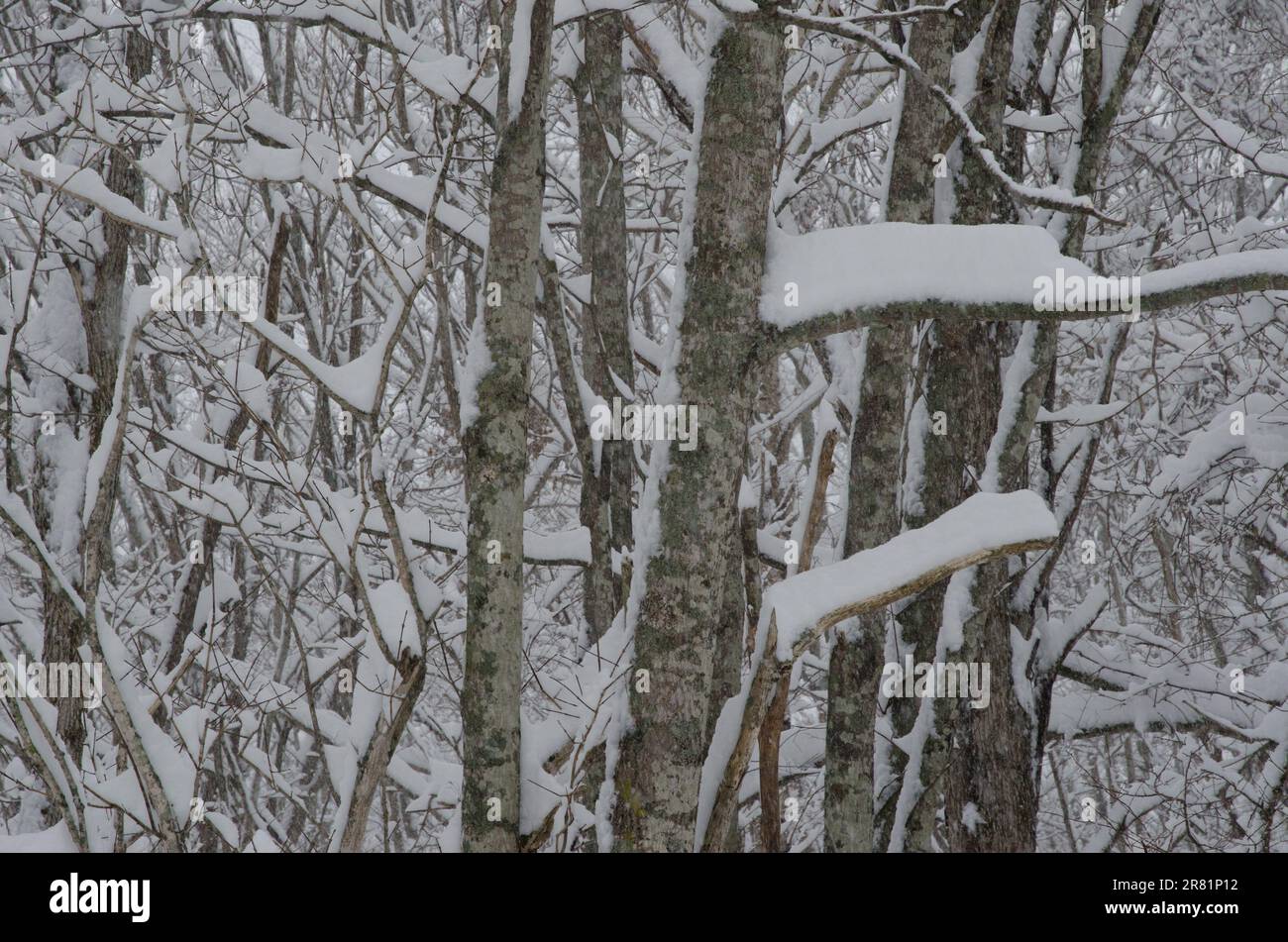 Deciduous forest under a snowfall. Akan Mashu National Park. Hokkaido ...