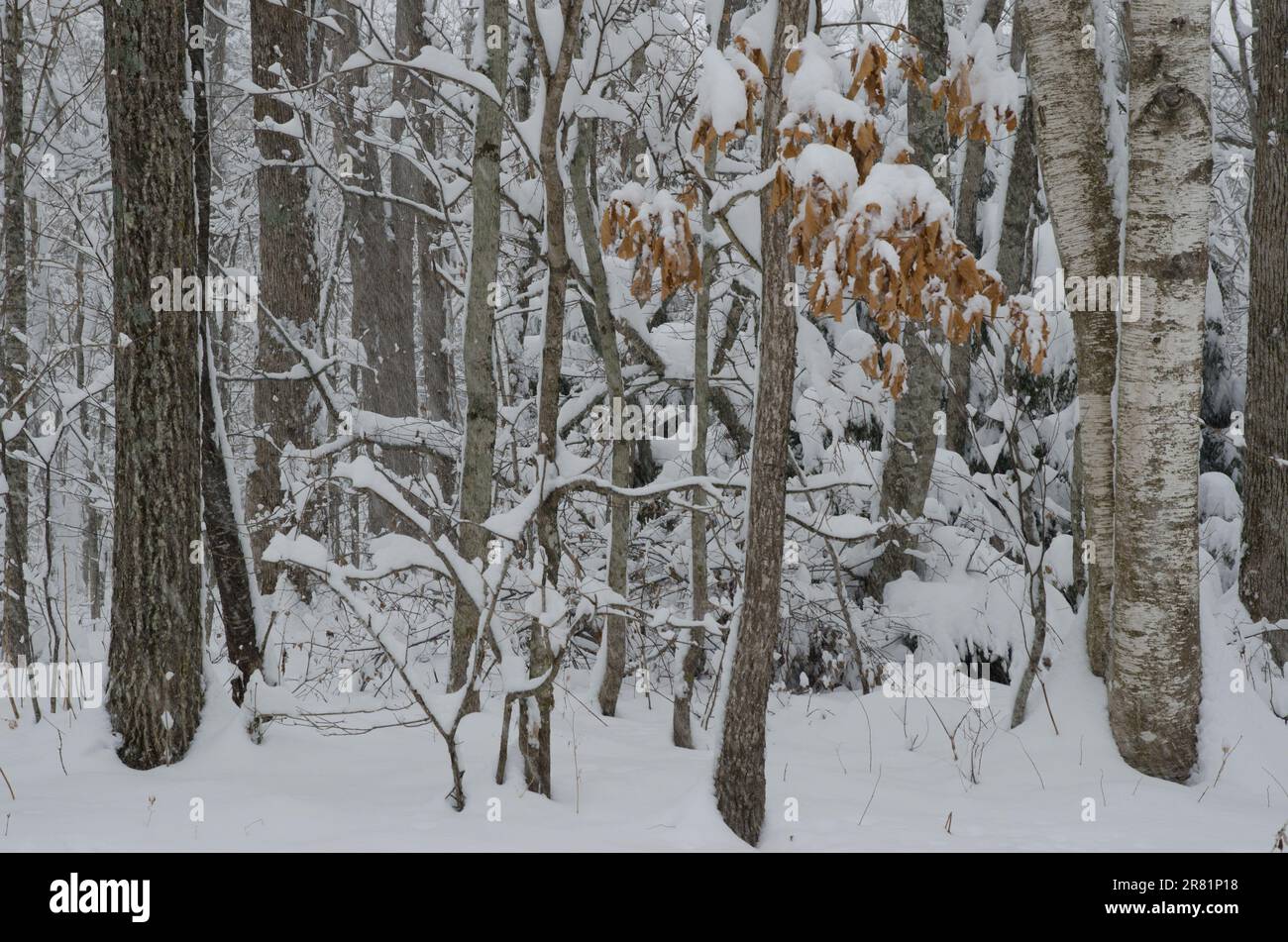 Deciduous forest under a snowfall. Akan Mashu National Park. Hokkaido ...