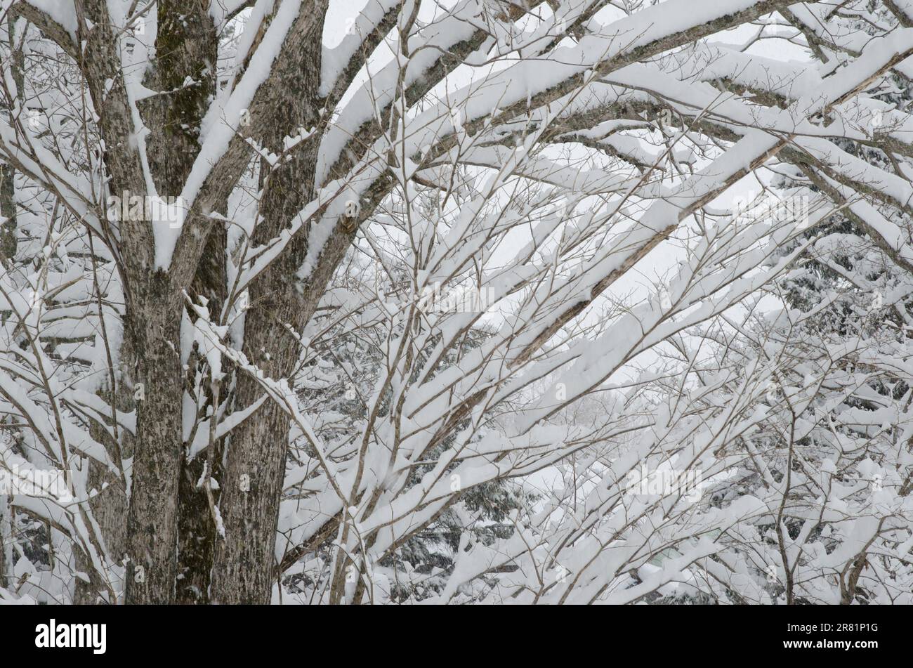 Deciduous forest under a snowfall. Akan Mashu National Park. Hokkaido ...