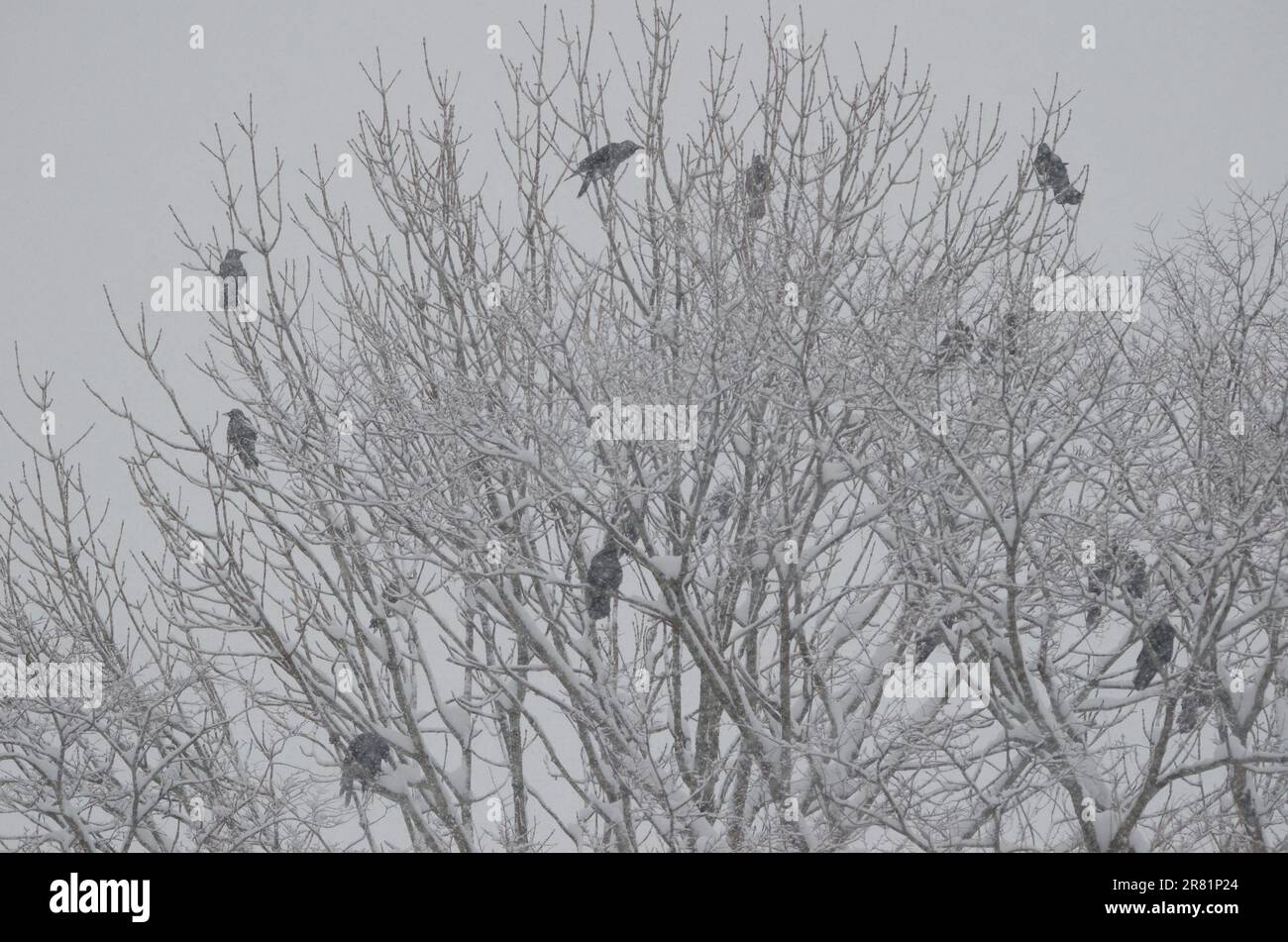 Subspecies of the carrion crow hi-res stock photography and images - Alamy