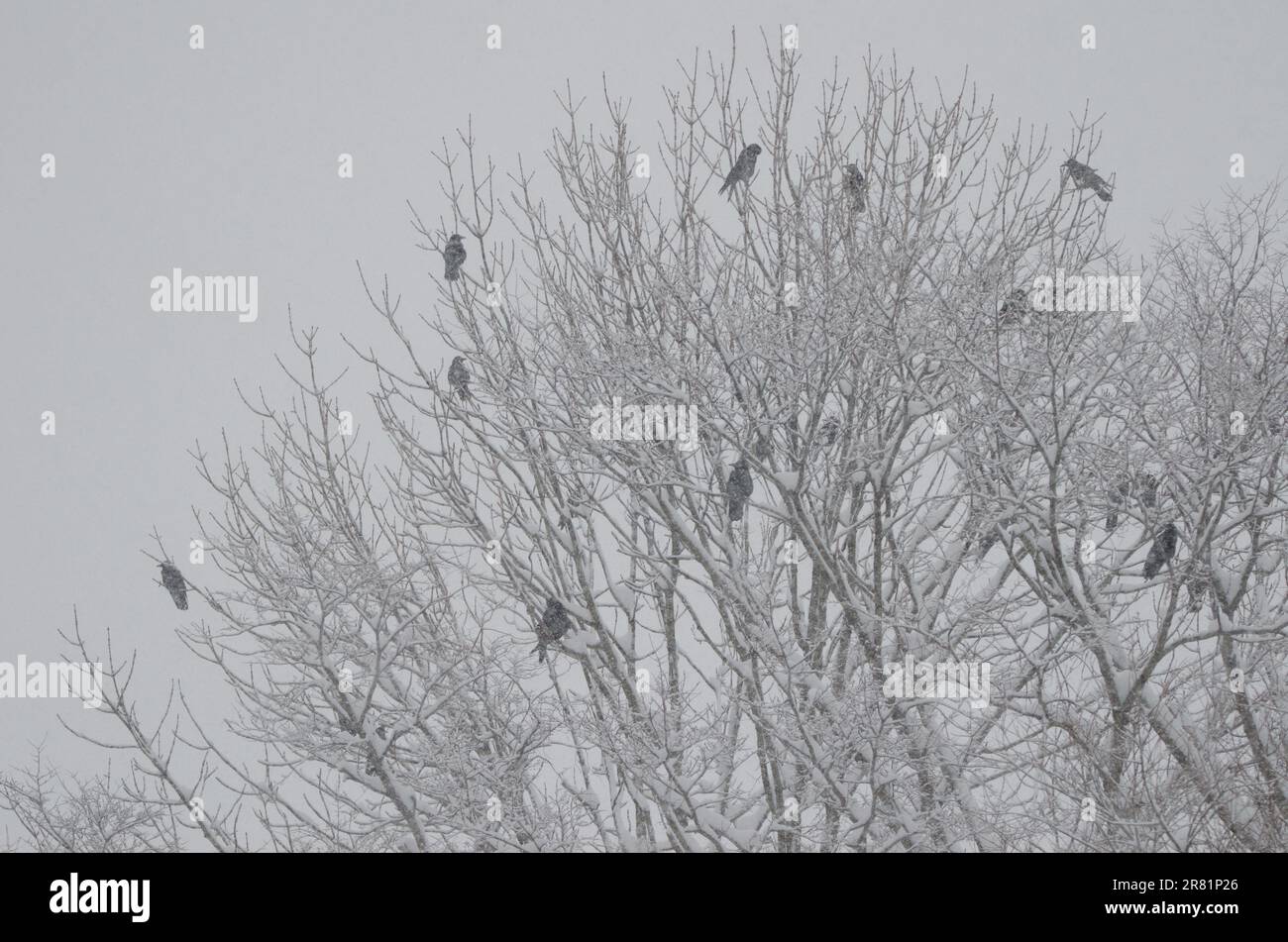 Subspecies of the carrion crow hi-res stock photography and images - Alamy