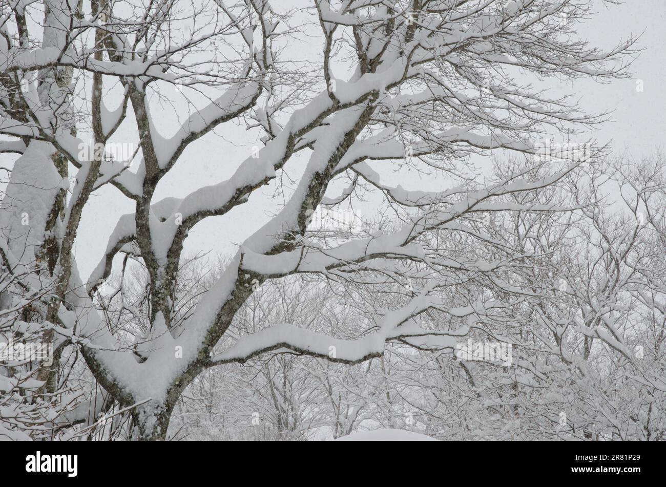 Deciduous forest under a snowfall. Akan Mashu National Park. Hokkaido ...