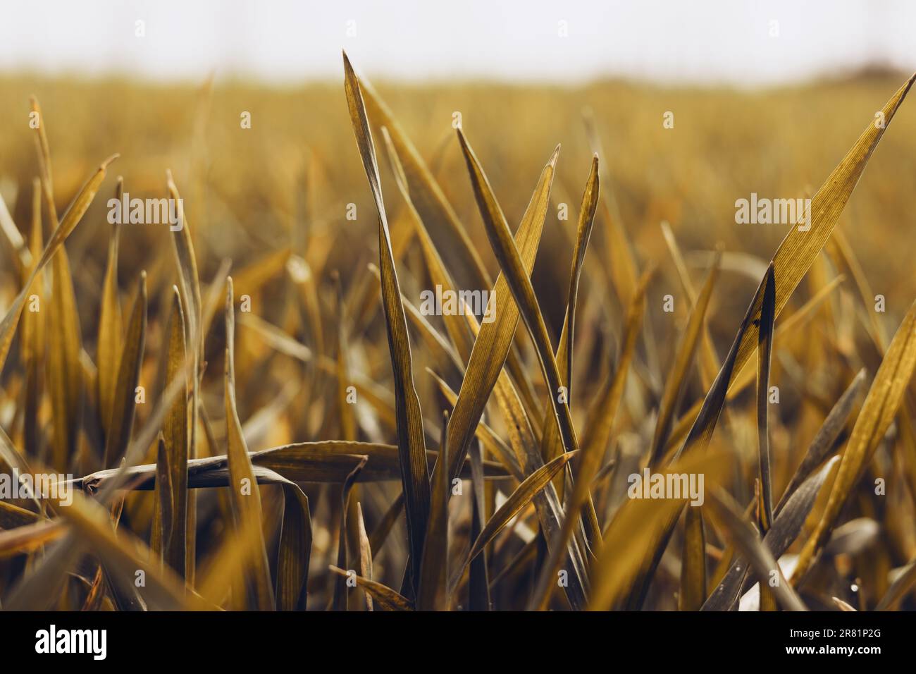 A stunning image of a sun-drenched grass field featuring tall grass blowing gently in the breeze ...