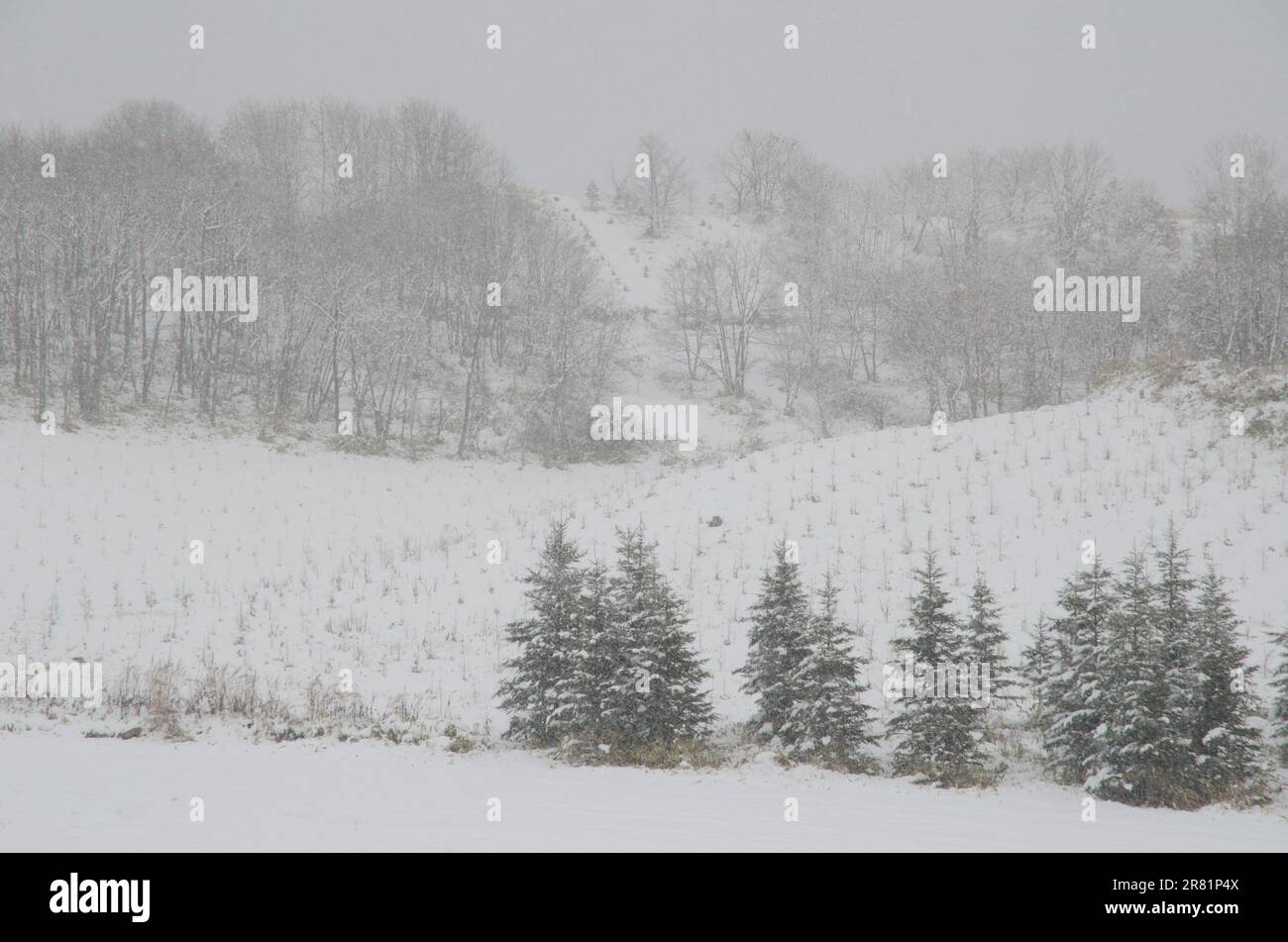Snowfall Hokkaido Japan