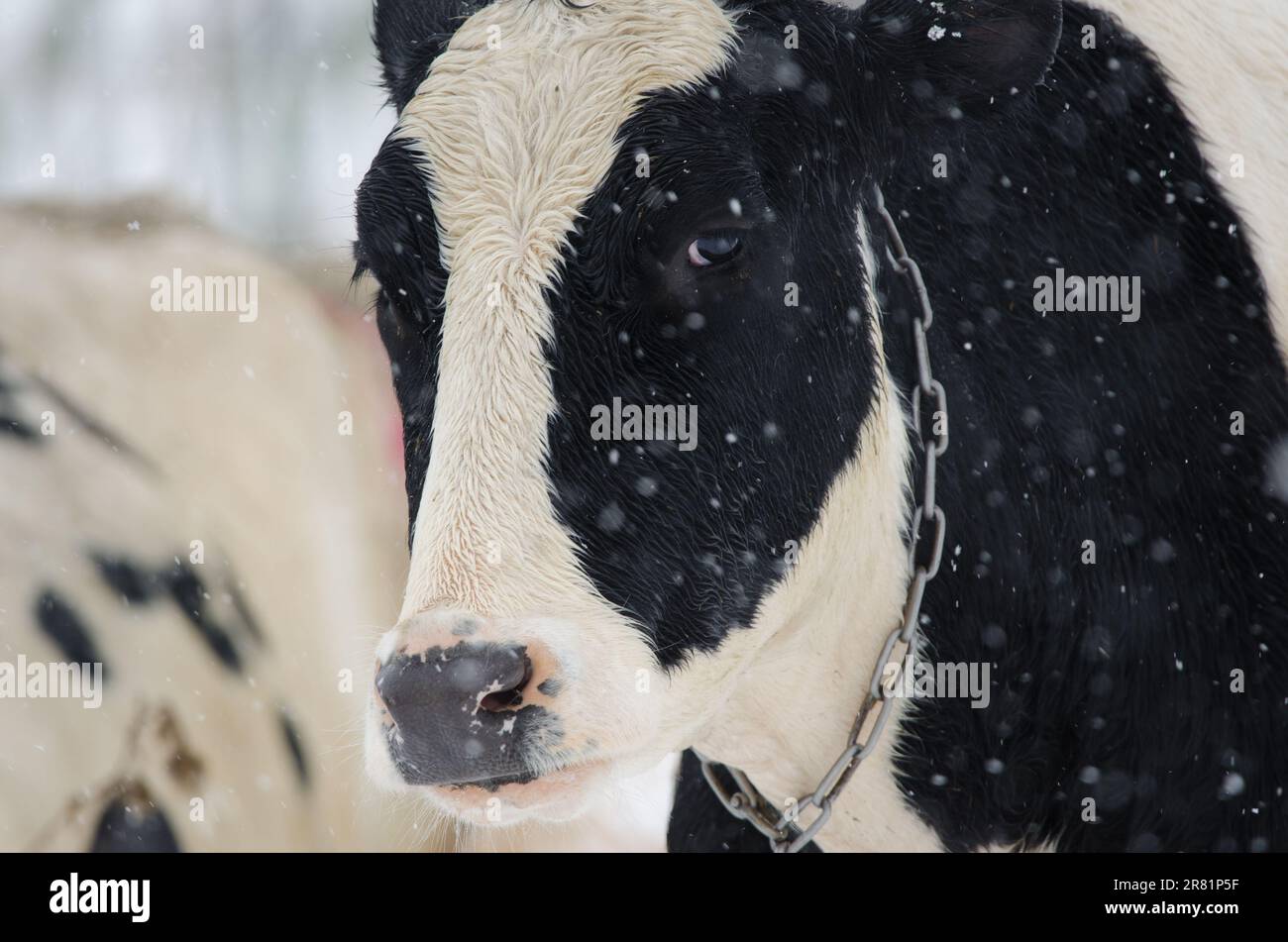 Cow during a snowfall. Northeast of Hokkaido. Japan Stock Photo - Alamy