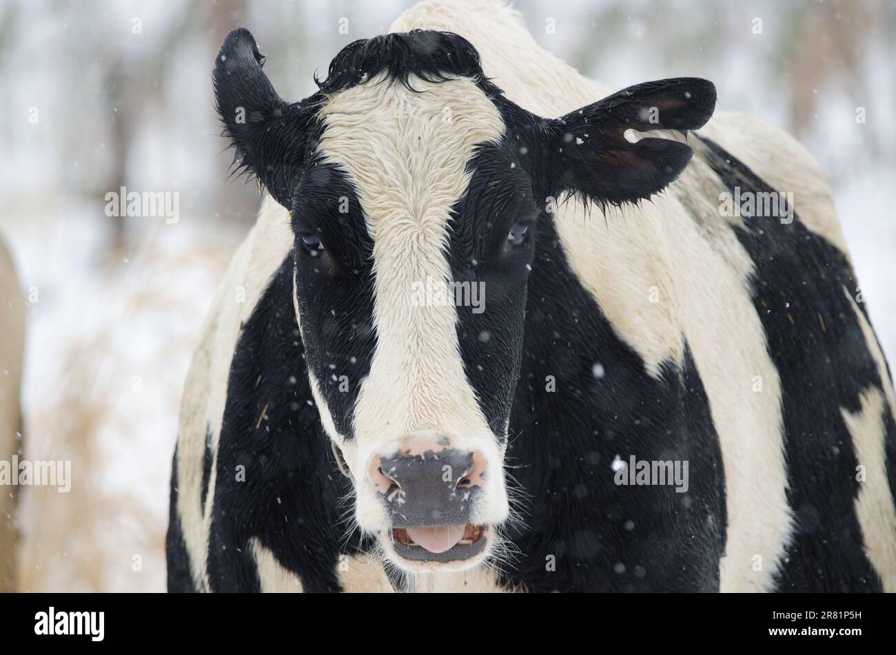 Cow during a snowfall. Northeast of Hokkaido. Japan Stock Photo - Alamy