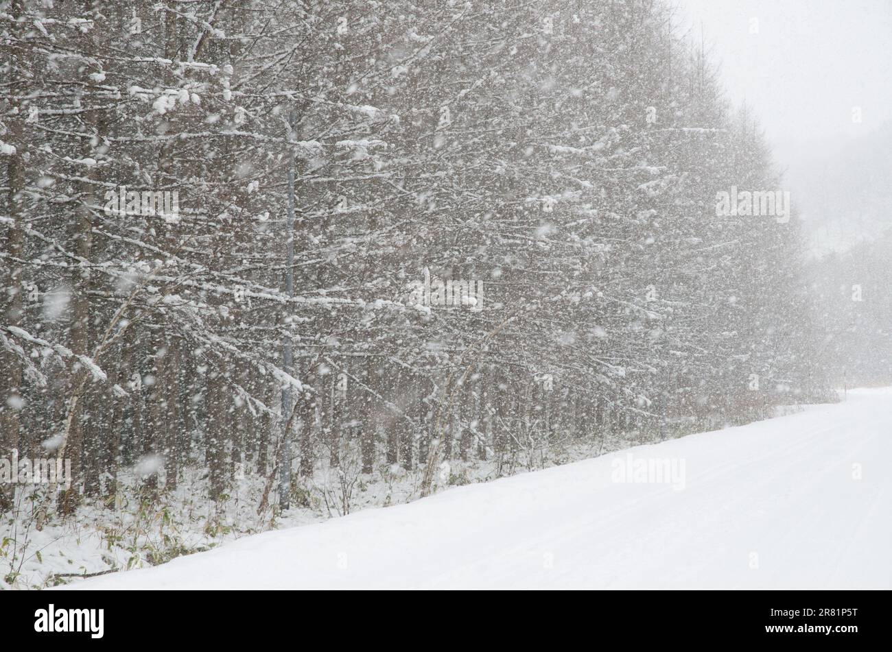 Snowfall Hokkaido Japan