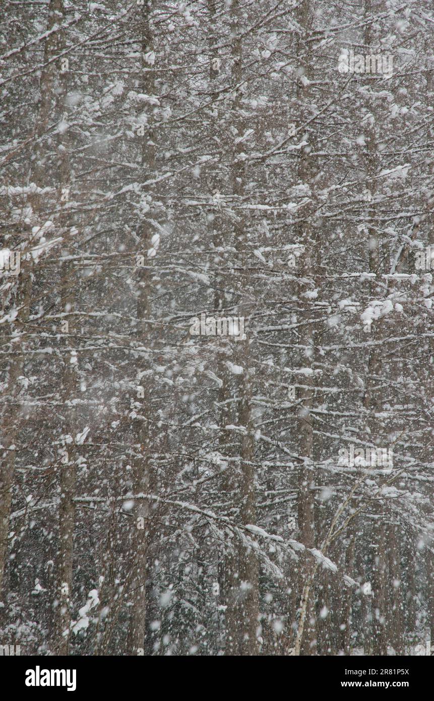 Deciduous forest under a snowfall. Northeast of Hokkaido. Japan Stock ...