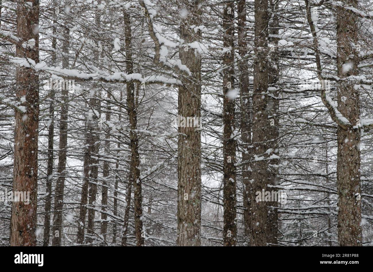 Deciduous forest under a snowfall. Northeast of Hokkaido. Japan Stock ...