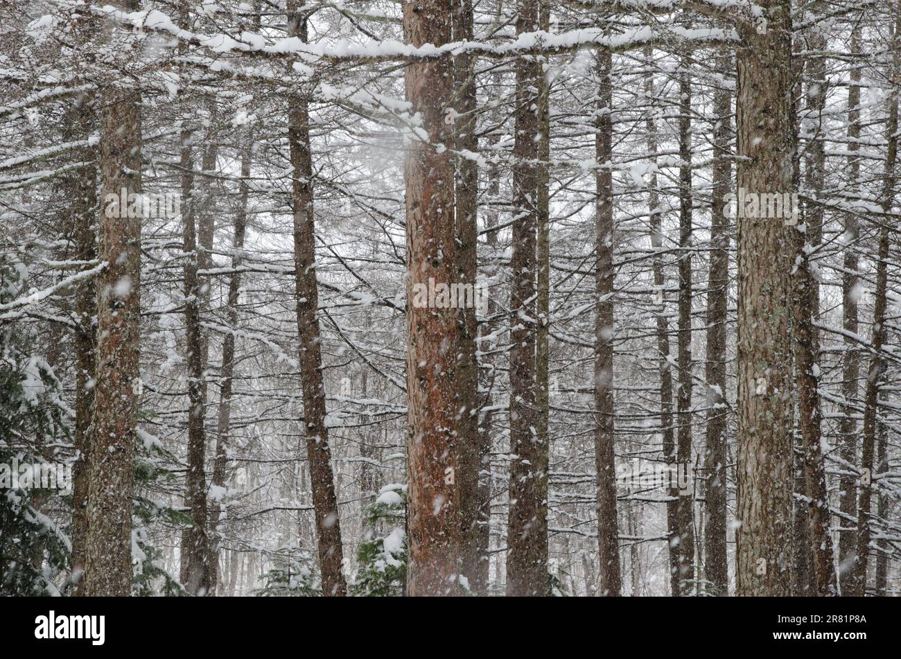Deciduous forest under a snowfall. Northeast of Hokkaido. Japan Stock ...