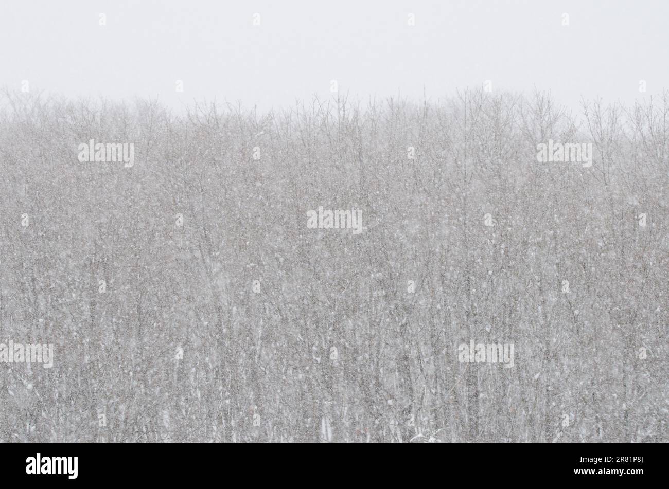 Deciduous forest under a snowfall. Northeast of Hokkaido. Japan Stock ...