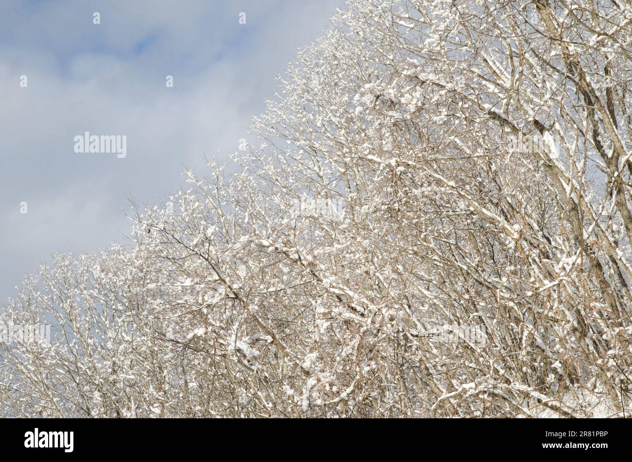 Deciduous forest under a snowfall. Northeast of Hokkaido. Japan Stock ...