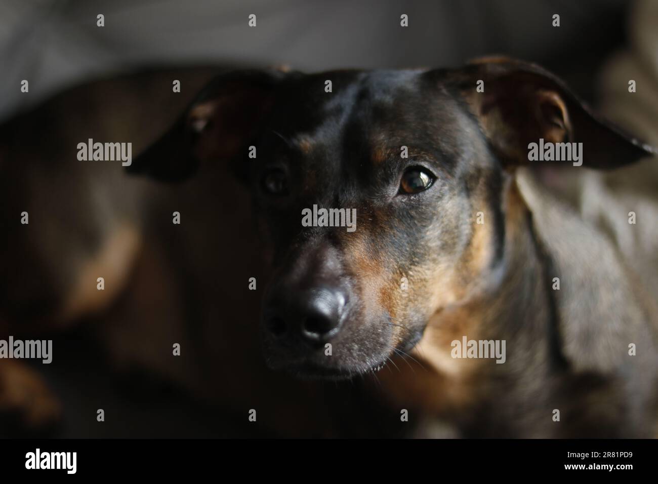 An adorable Dachshund dog lying on its side, looking up at the camera ...