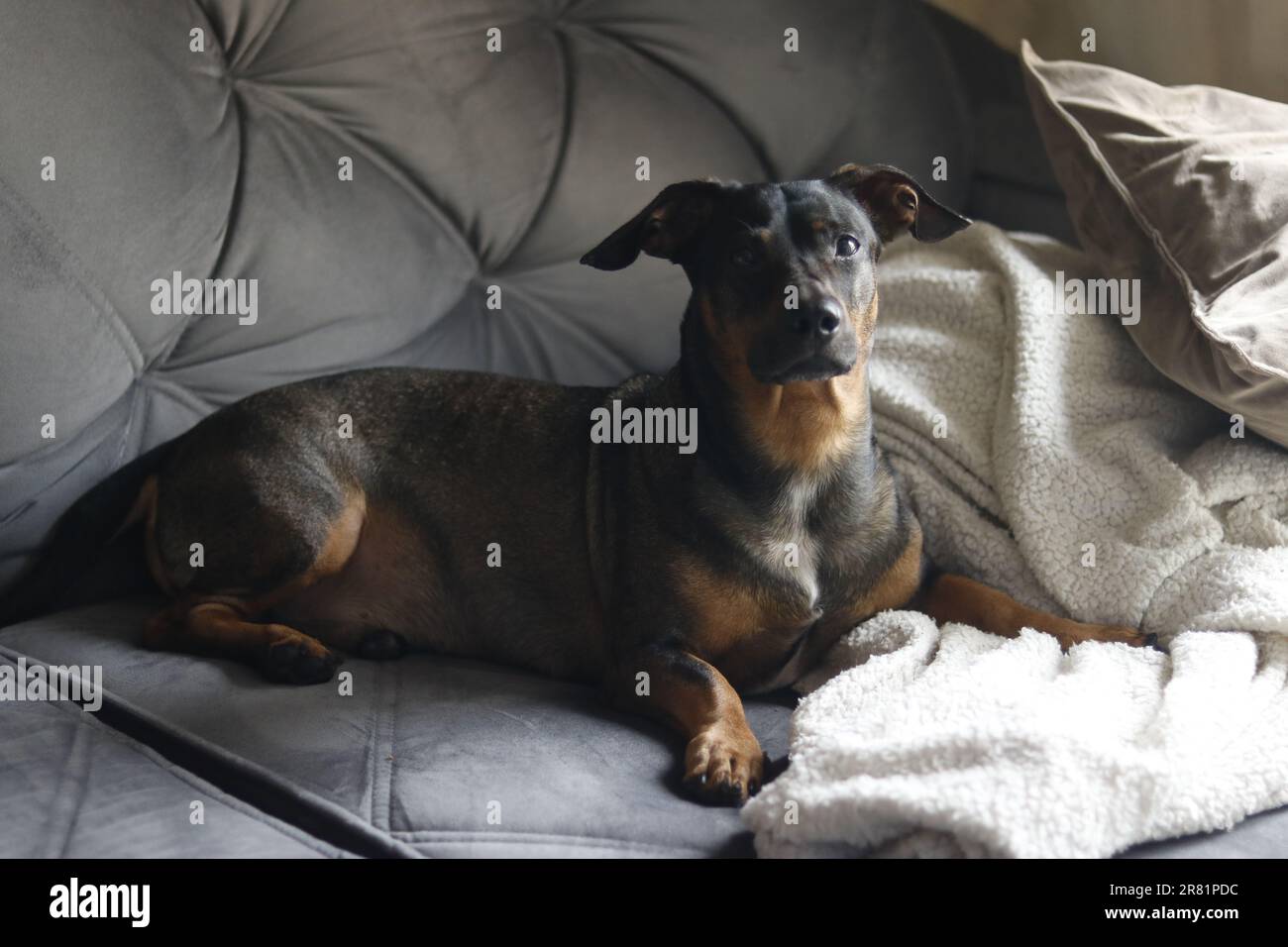 An adorable Dachshund dog lying on its side, looking up at the camera ...