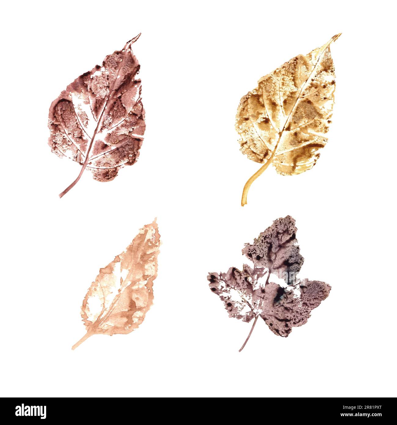 Imprints of fall colorful leaves isolated on white background. Set of ...