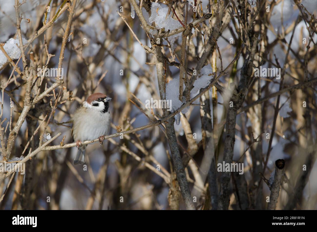 Passer montanus saturatus hi-res stock photography and images - Alamy
