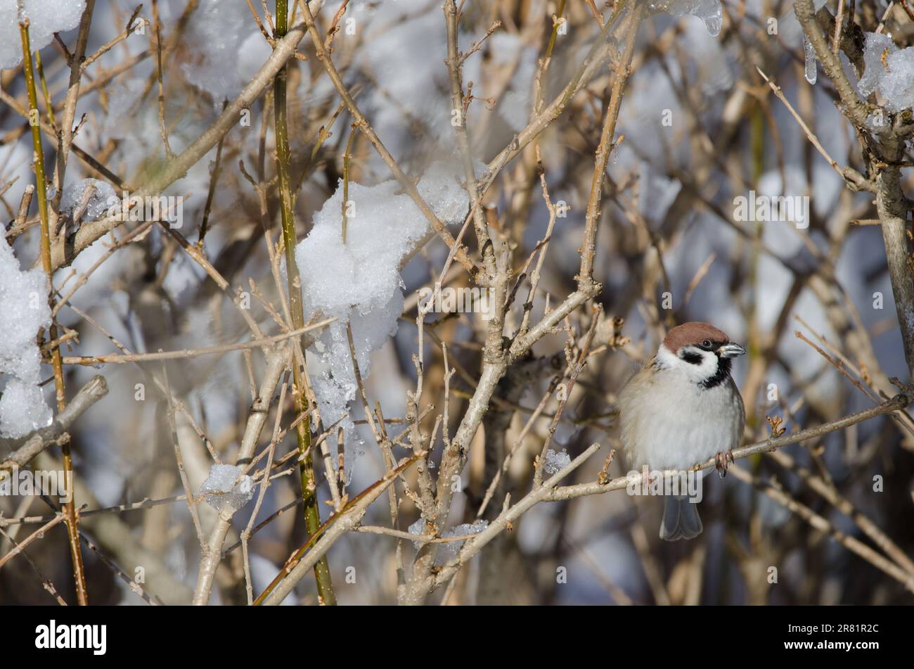 Passer montanus saturatus hi-res stock photography and images - Alamy