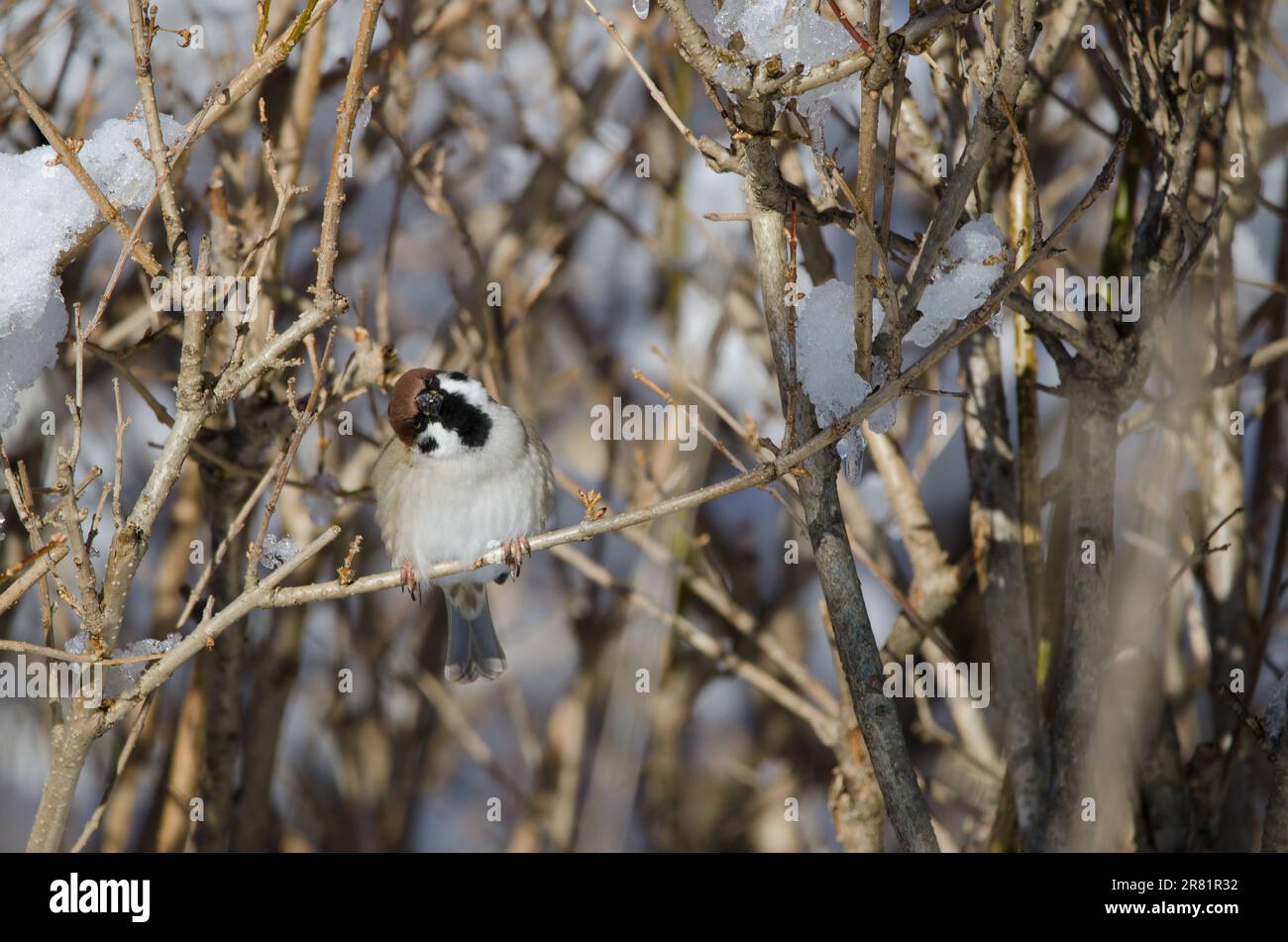 Eurasian tree sparrow Passer montanus saturatus. Kushiro. Hokkaido ...