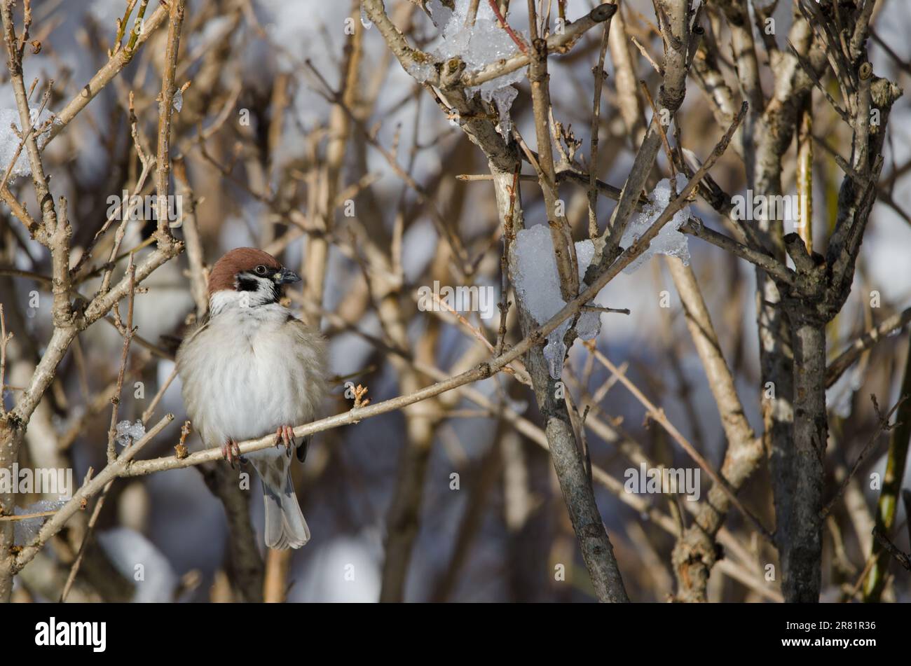 Eurasian tree sparrow Passer montanus saturatus. Kushiro. Hokkaido ...