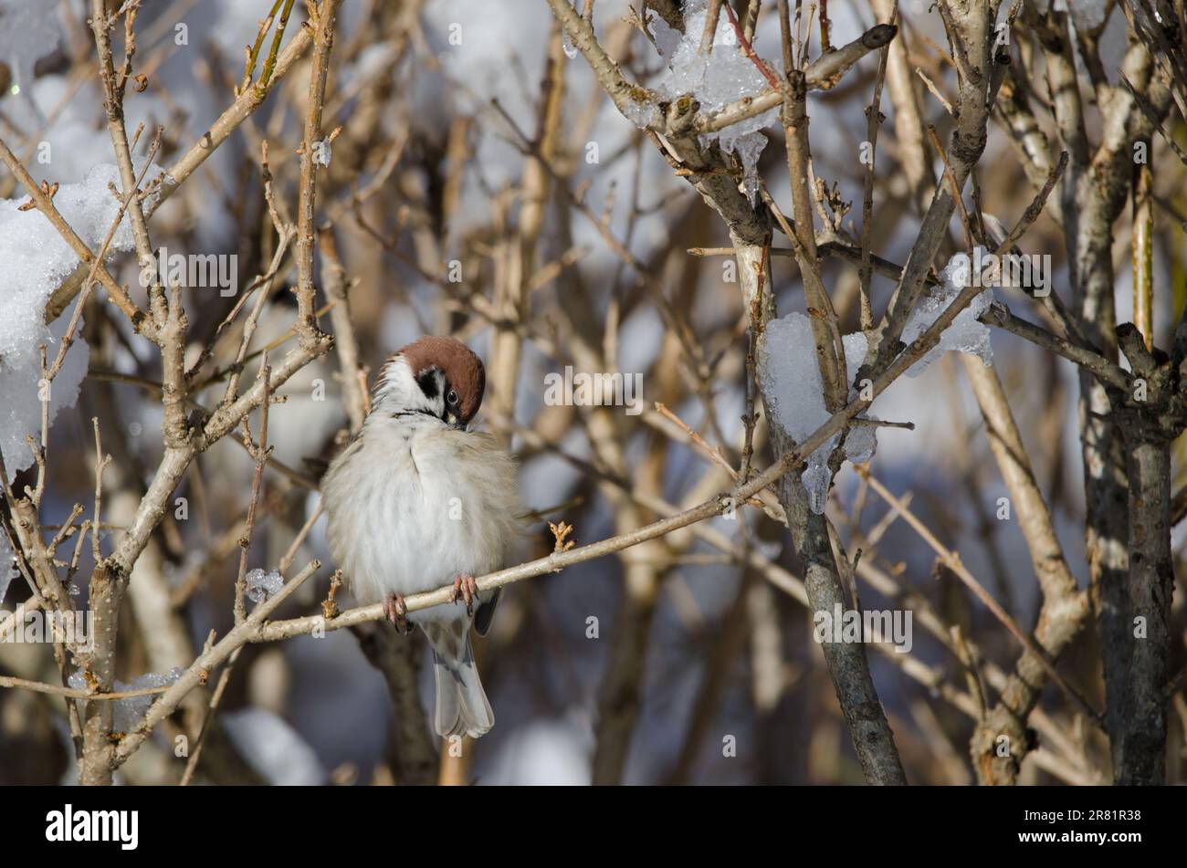Eurasian tree sparrow preen hi-res stock photography and images - Alamy