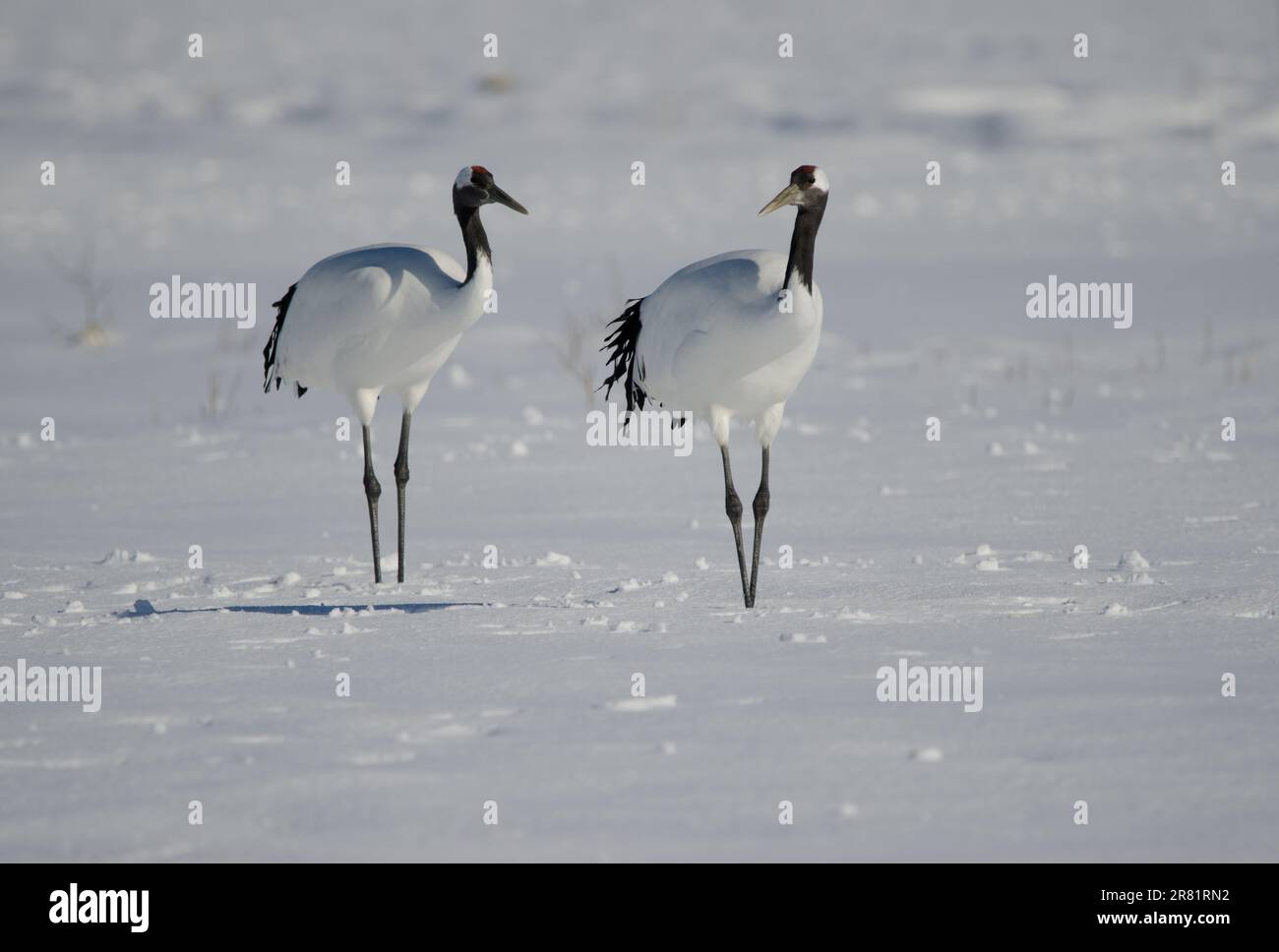 Pair of red-crowned cranes Grus japonensis in a snow-covered meadow ...
