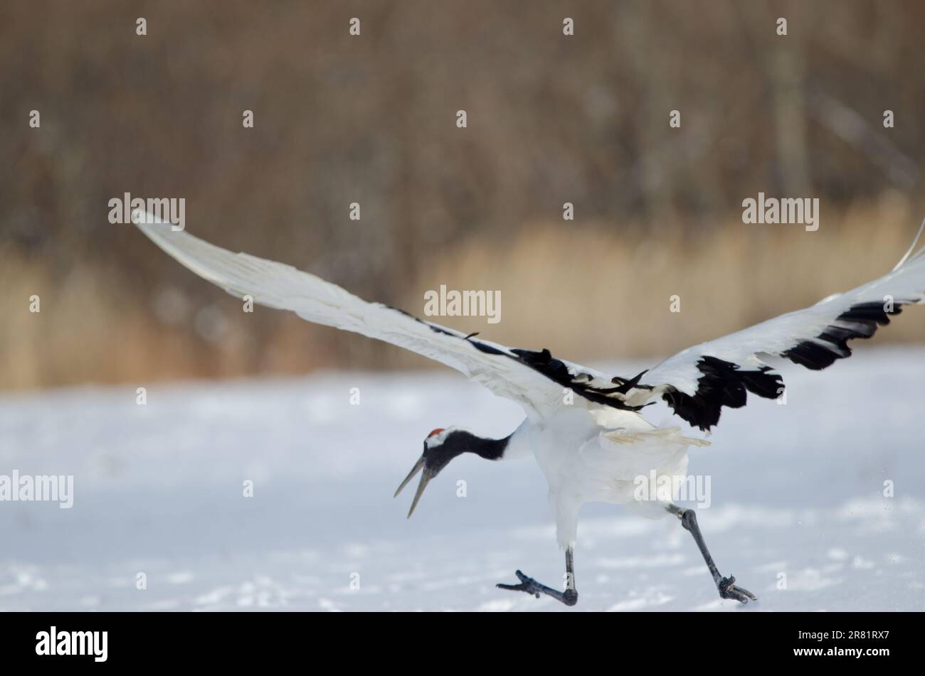 Red-crowned crane Grus japonensis taking flight. Akan International ...