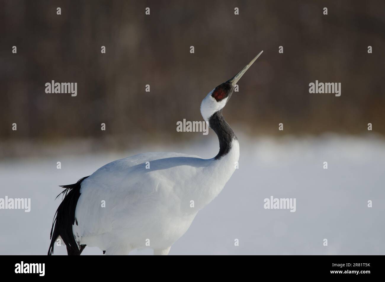 Red-crowned crane Grus japonensis controlling possible winged predators ...
