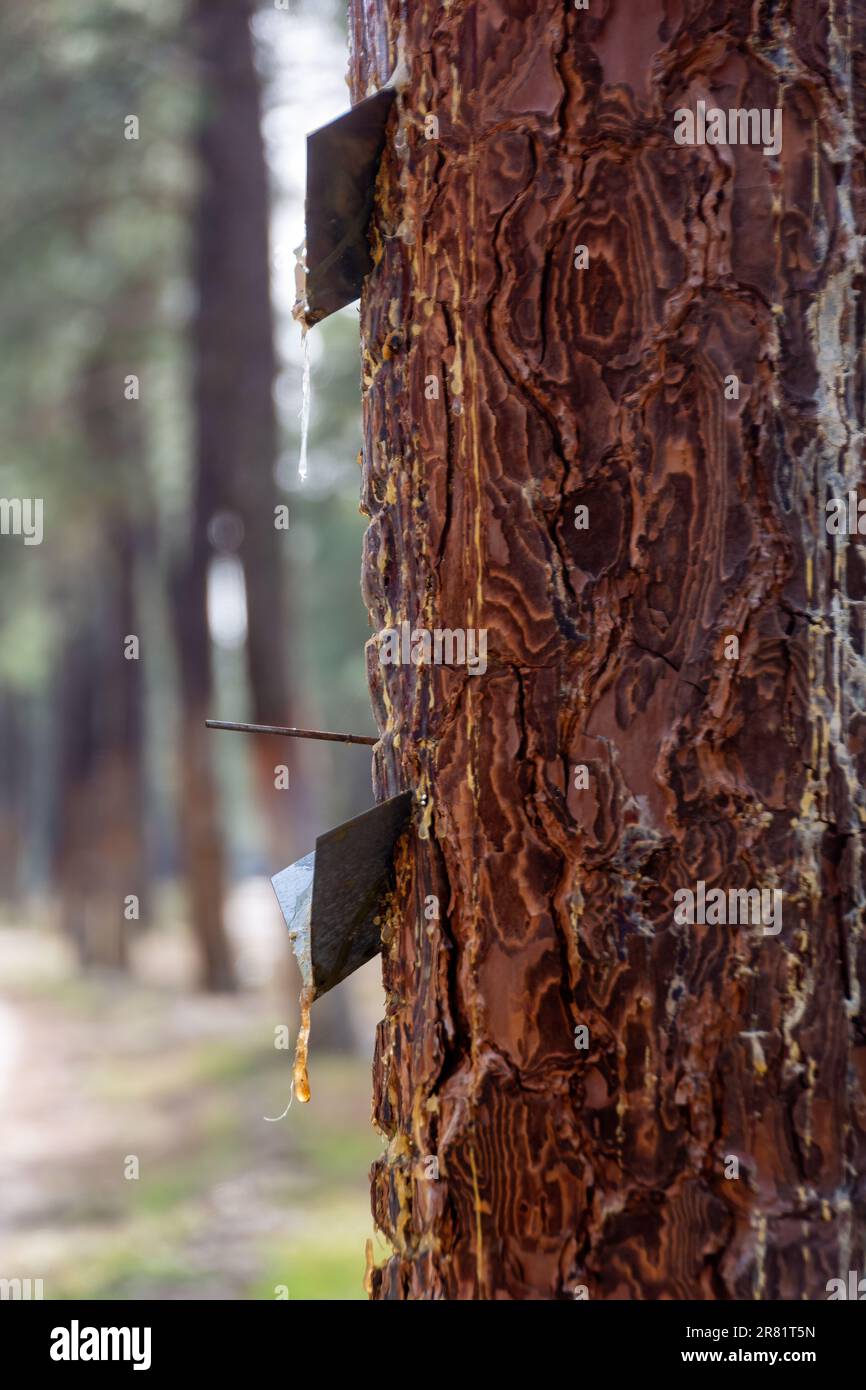 A metal contraption hangs from a tall rubber tree, with the intent of ...