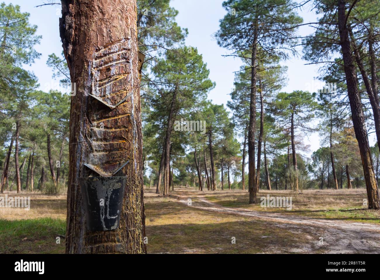 A metal contraption hangs from a tall rubber tree, with the intent of ...