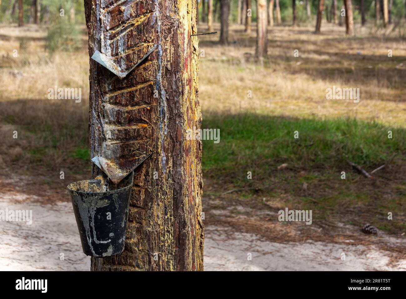 A metal contraption hangs from a tall rubber tree, with the intent of ...