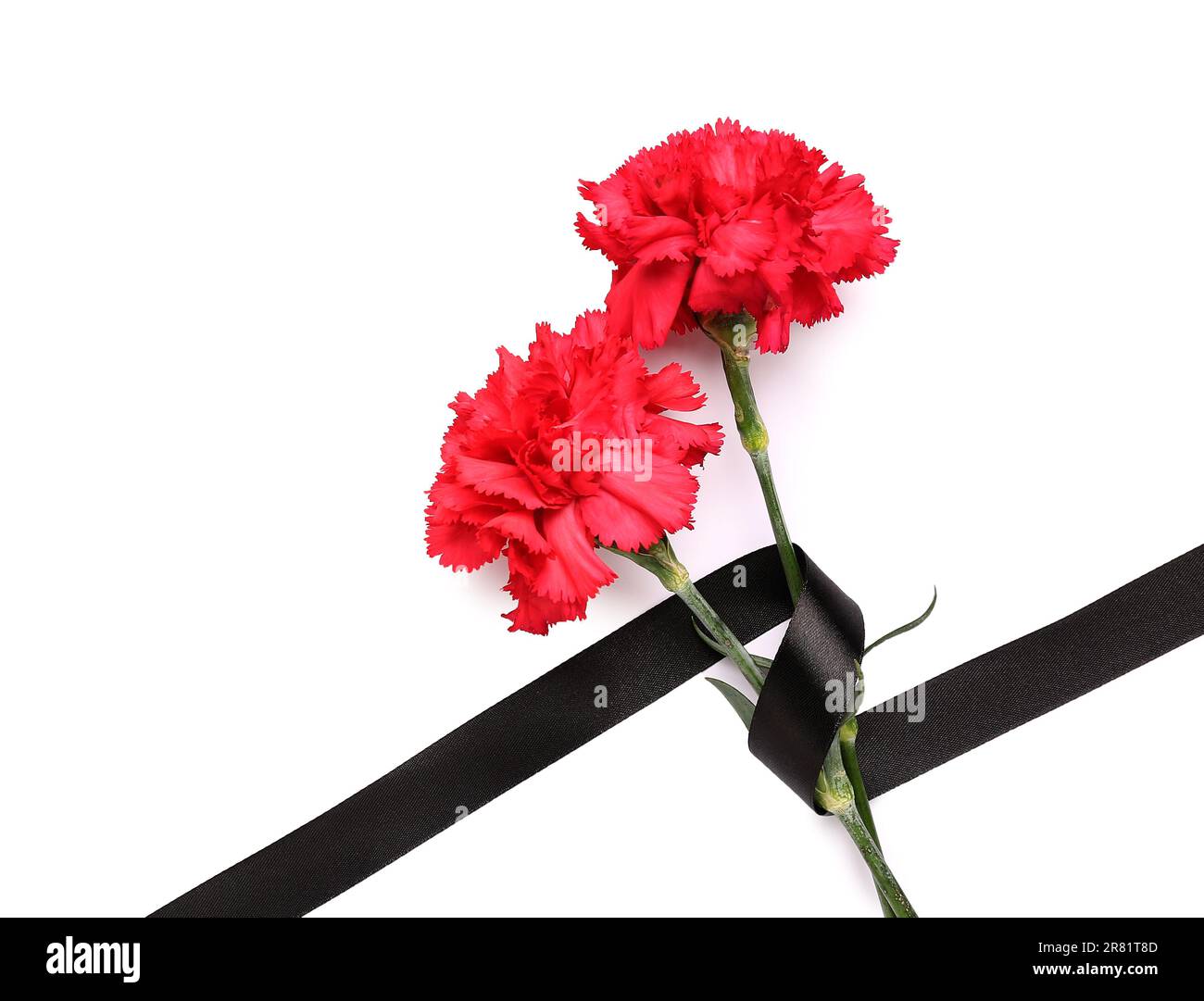 Two red carnations and black ribbon on white background Stock Photo - Alamy