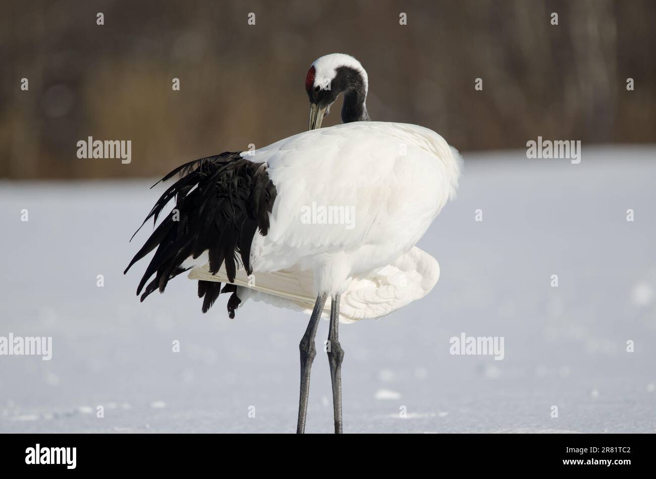 Red-crowned crane Grus japonensis preening. Akan International Crane ...