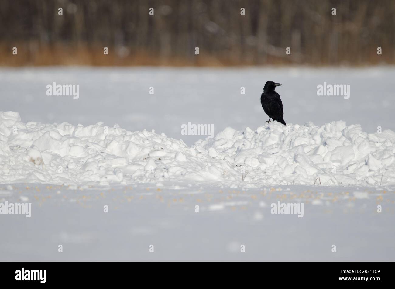 Subspecies of the carrion crow hi-res stock photography and images - Alamy