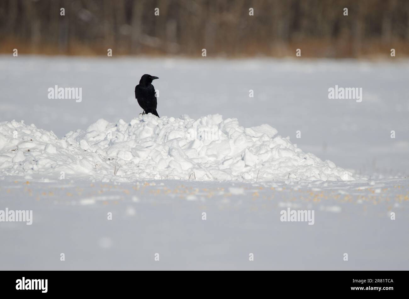 Subspecies of the carrion crow hi-res stock photography and images - Alamy